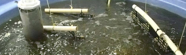 New all‐in‐one Rotifer feed from Reed Mariculture