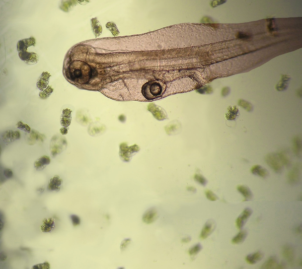 Reed Mariculture | Ensuring Hatchery Success