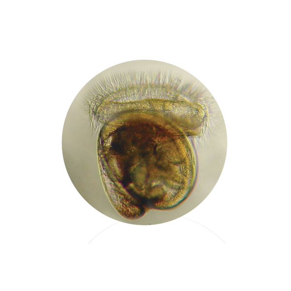 Bivalve Hatchery: Single Species Feeds – Reed Mariculture