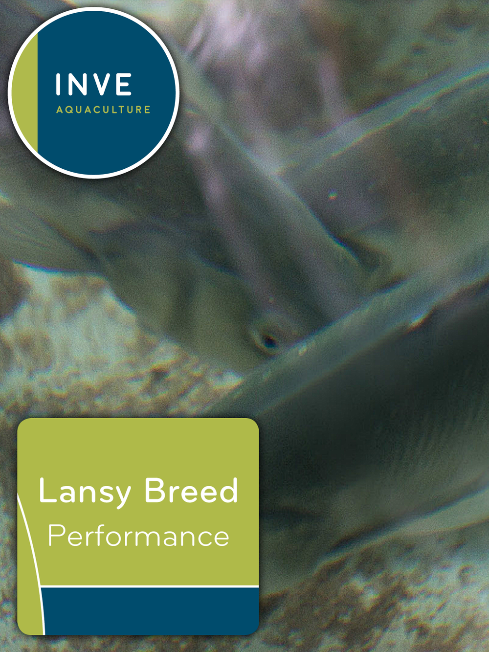 Inve Lansy Breed Performance – Reed Mariculture