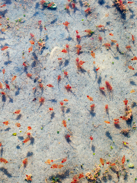 GSL ARTEMIA (BRINE SHRIMP EGGS) – Reed Mariculture