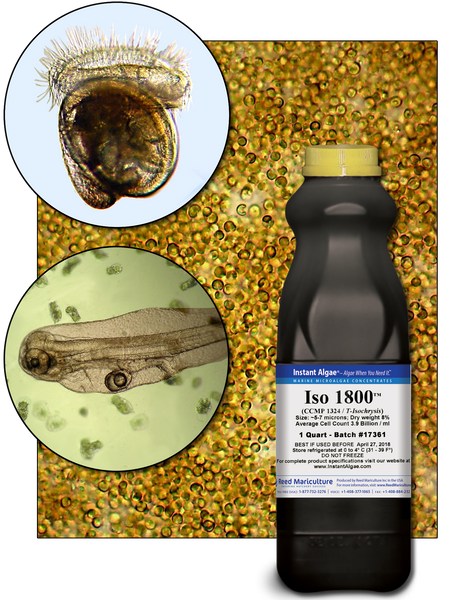 ISO 1800™ - Isochrysis – Reed Mariculture