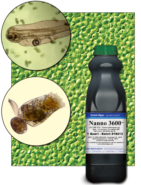 NANNO 3600™ (Nannochloropsis) – Reed Mariculture