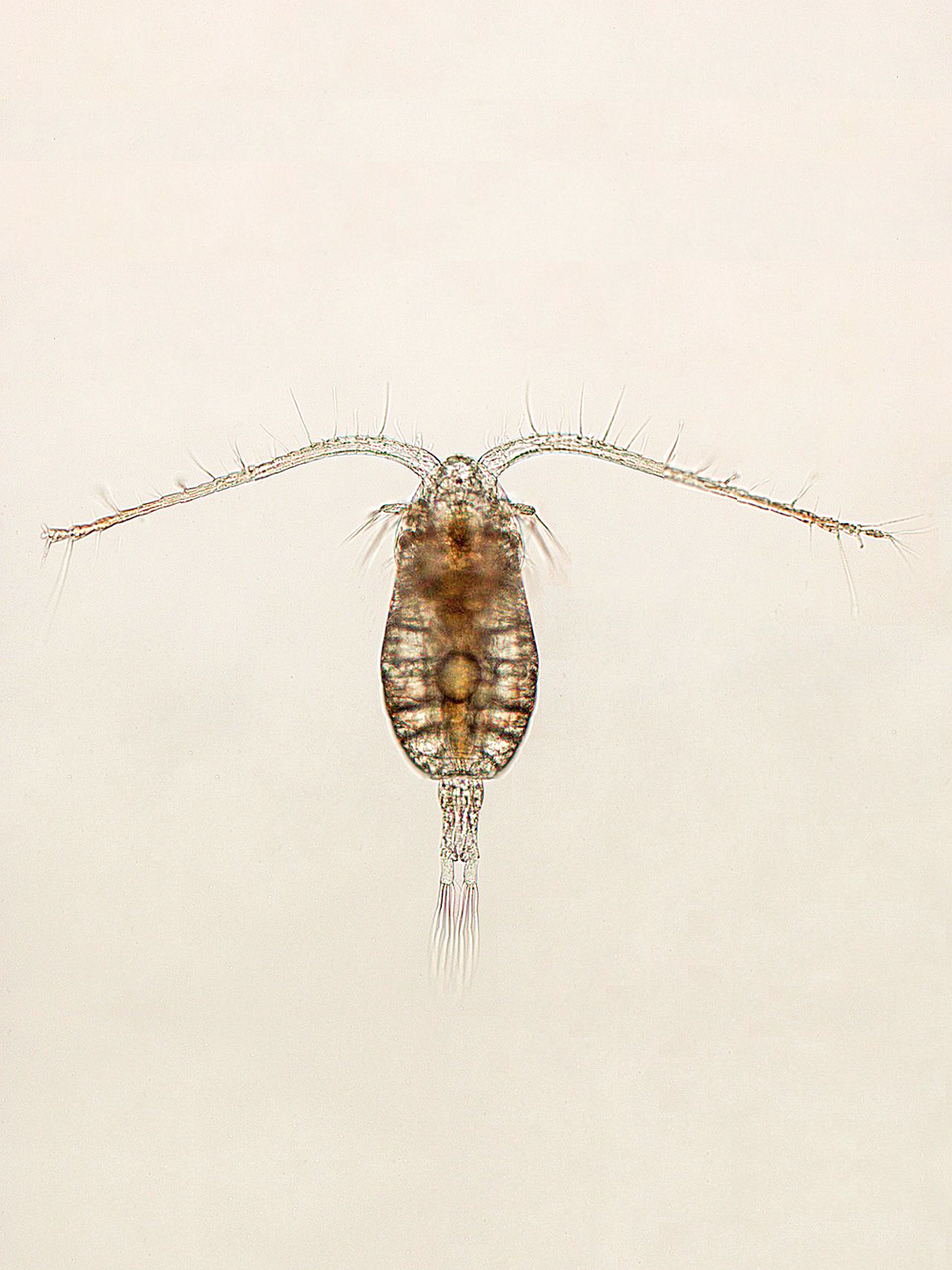 Parvocalanus crassirostris Copepods – Reed Mariculture